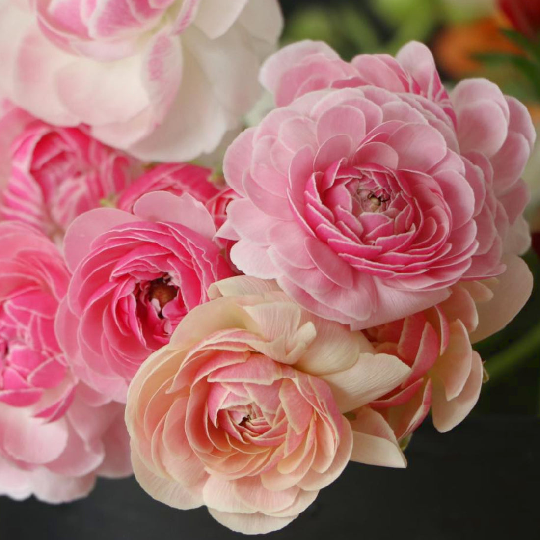 Ranunculus, Amandine, Porcelaine,Renoncule, élégant – Très Vert Bulbes ...