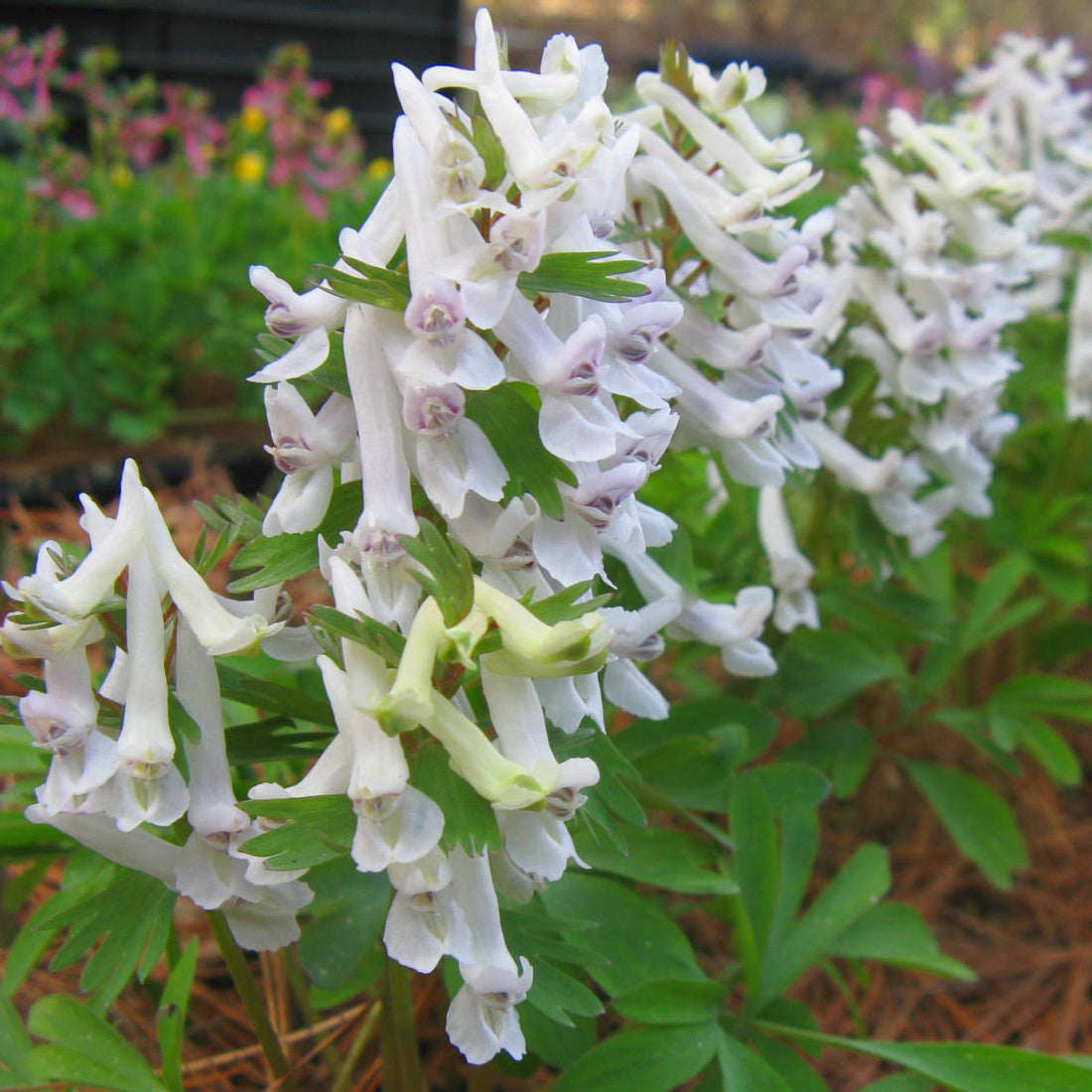 Corydalis, solida, White, Swallow,Corydale – Très Vert Bulbes à Fleurs