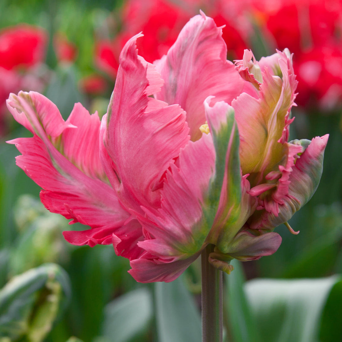 Tulipe, Flamingo, Queen, Tulipe, Perroquet – Très Vert Bulbes à Fleurs
